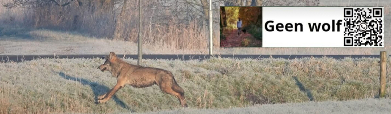 Geen wolf