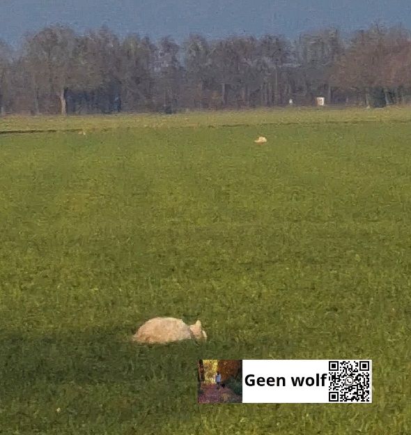 Drijber Drenthe aanval op schapen 19-01-2026 – Geen wolf