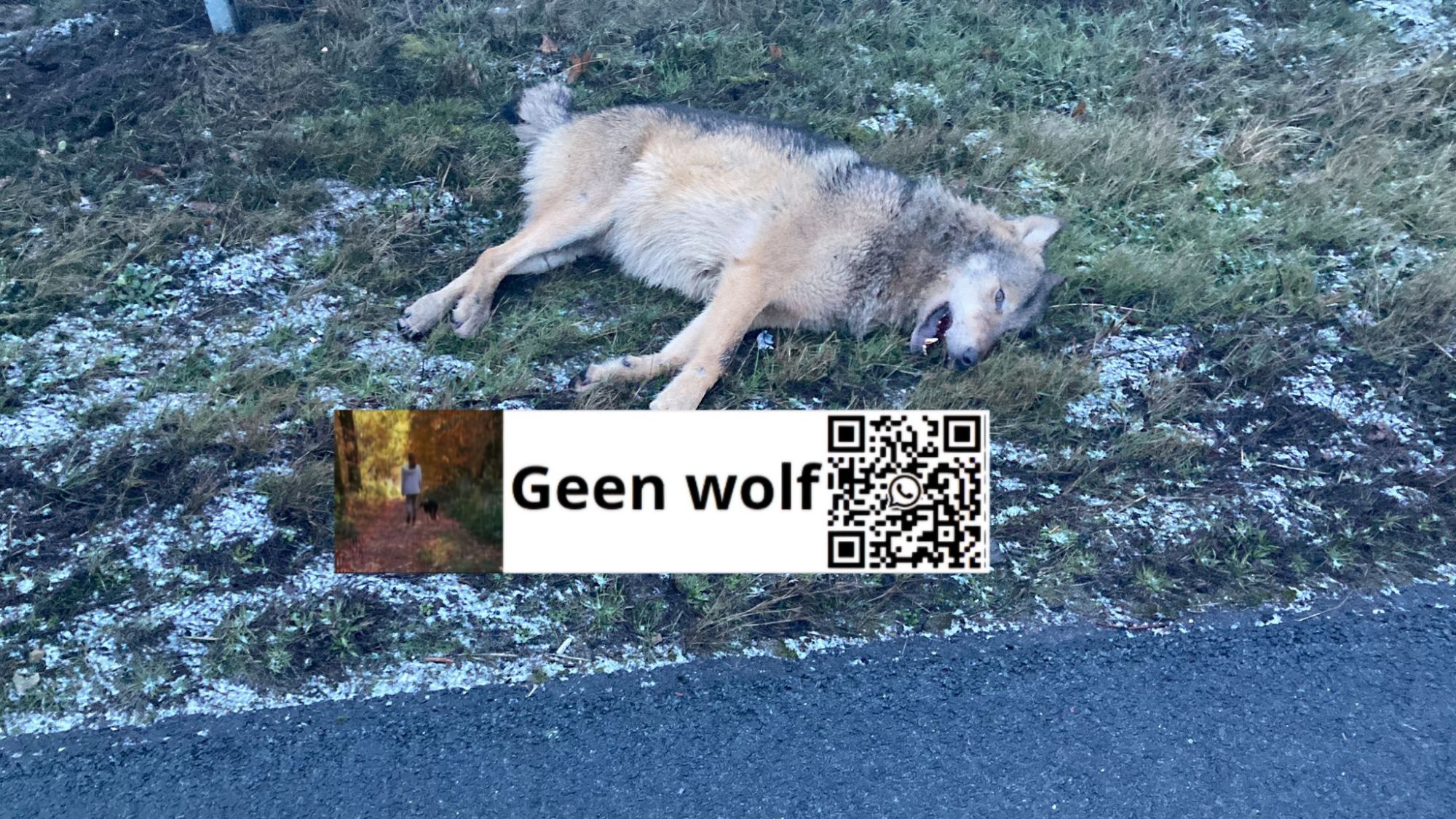 Dalen Drenthe 26-01-2026 Wolf dood langs de N34 vanochtend vroeg ...