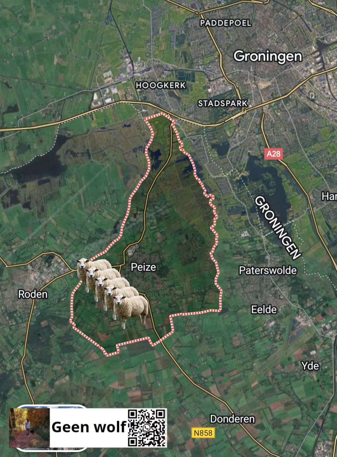 Peize Drenthe aanval op schapen 25-01-2026 – Geen wolf